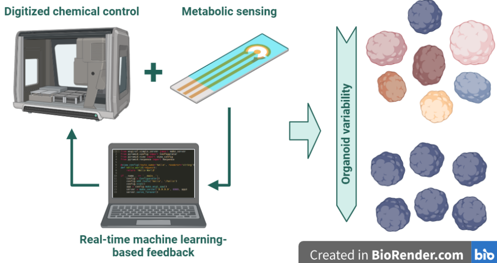 OrganoFeed: Feedback-enhanced organoid maturation towards higher ...